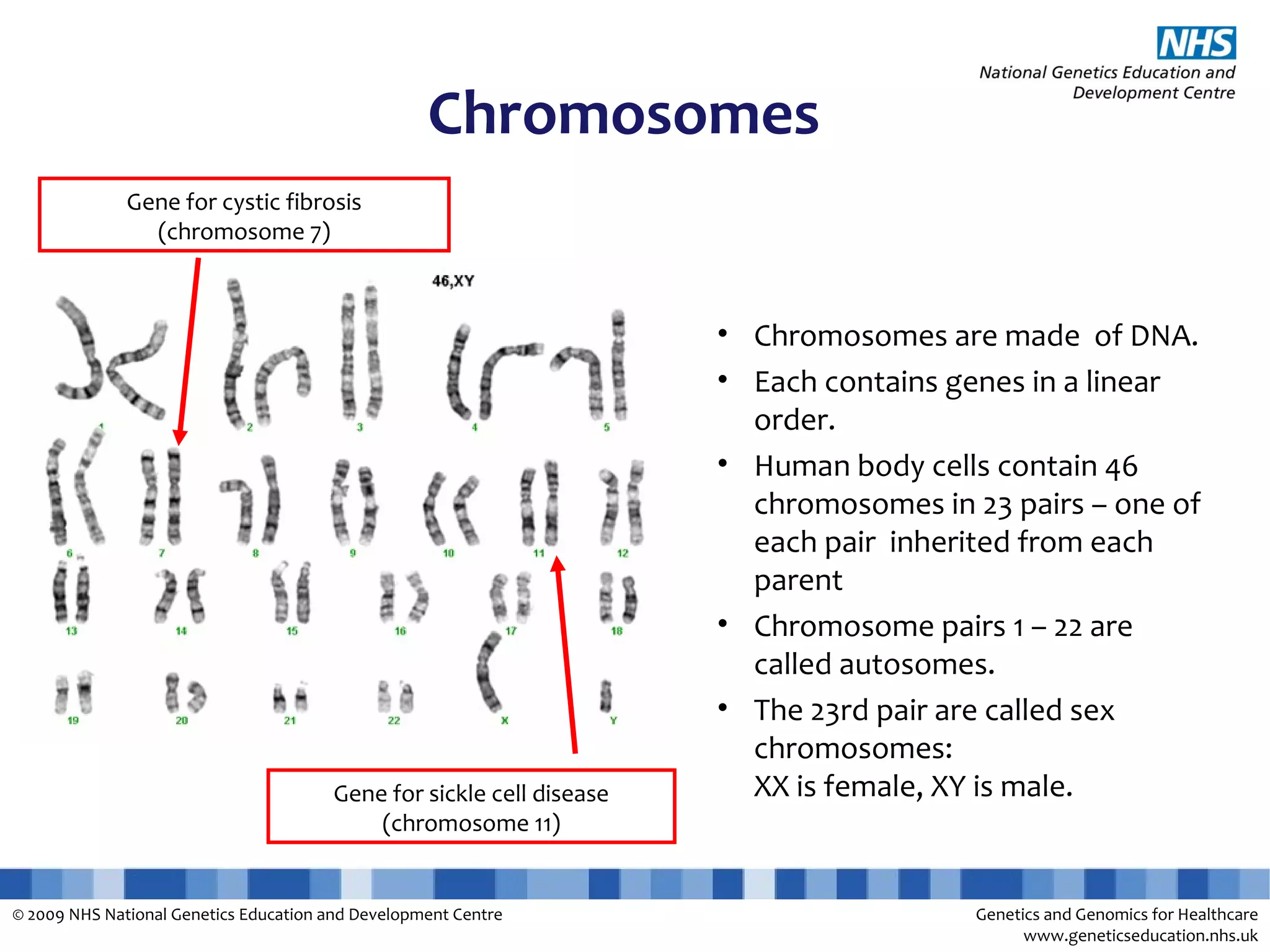 Explanation slides - Chromosomes | PPT