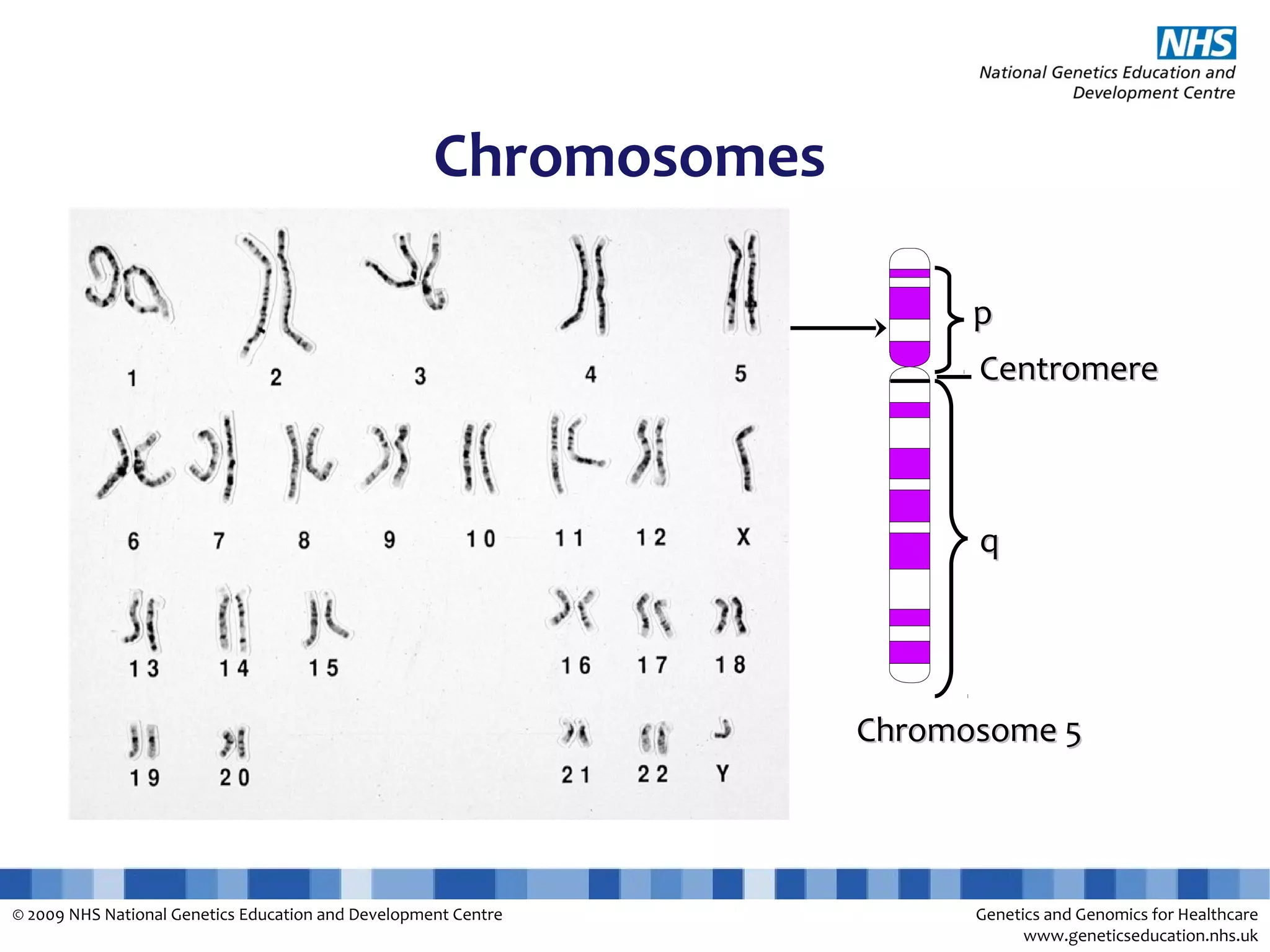 Explanation slides - Chromosomes | PPT