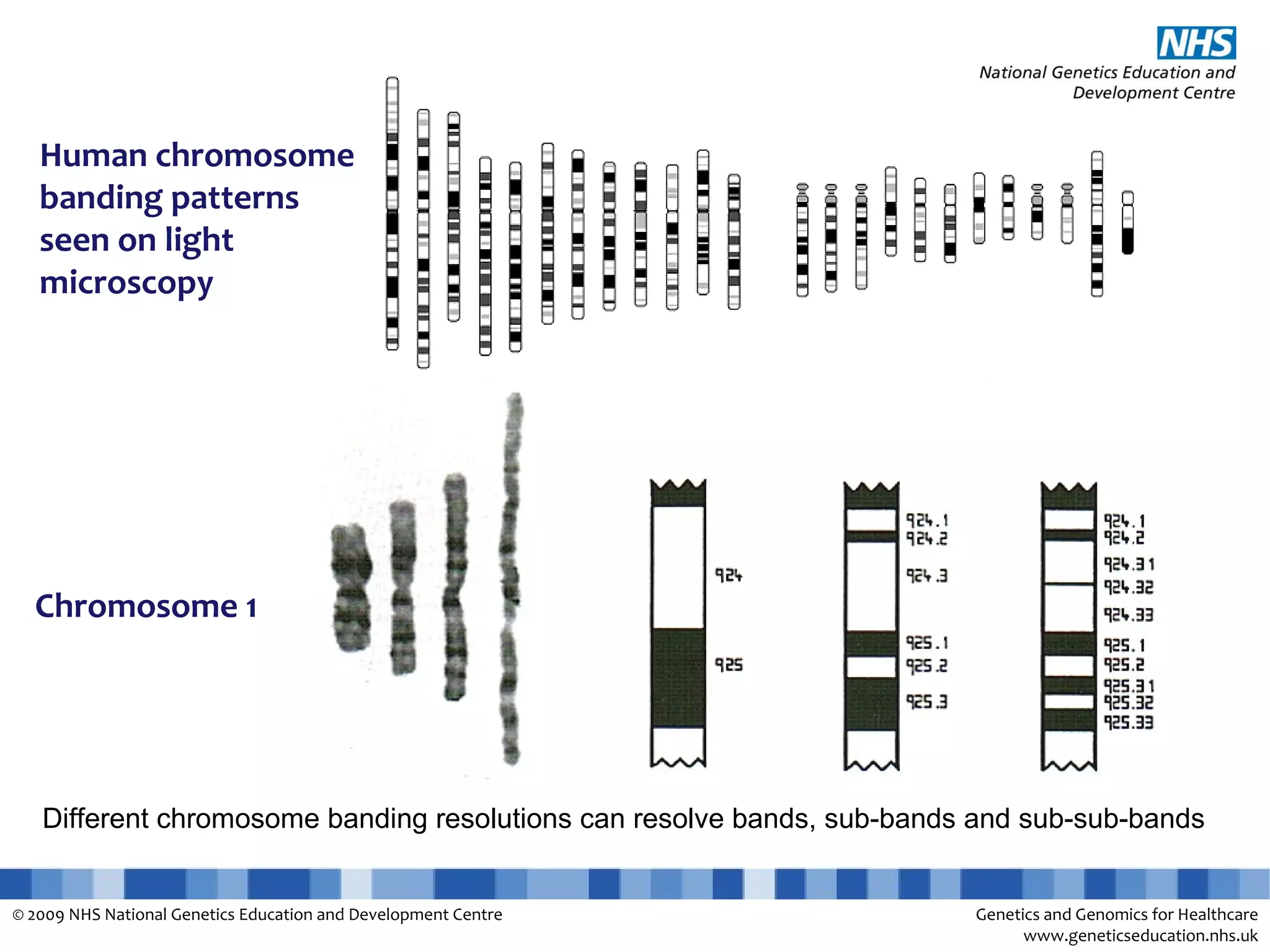 Explanation slides - Chromosomes | PPT