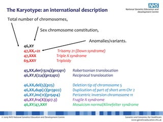 Explanation slides - Chromosomes | PPT