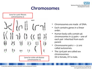 Explanation slides - Chromosomes | PPT