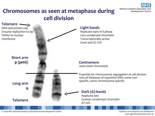Explanation slides - Chromosomes | PPT