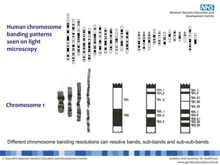 Explanation slides - Chromosomes | PPT
