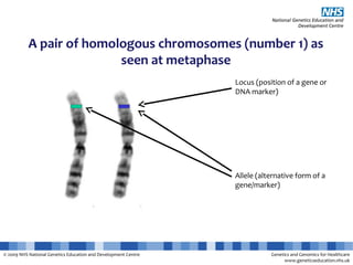 Explanation slides - Chromosomes | PPT