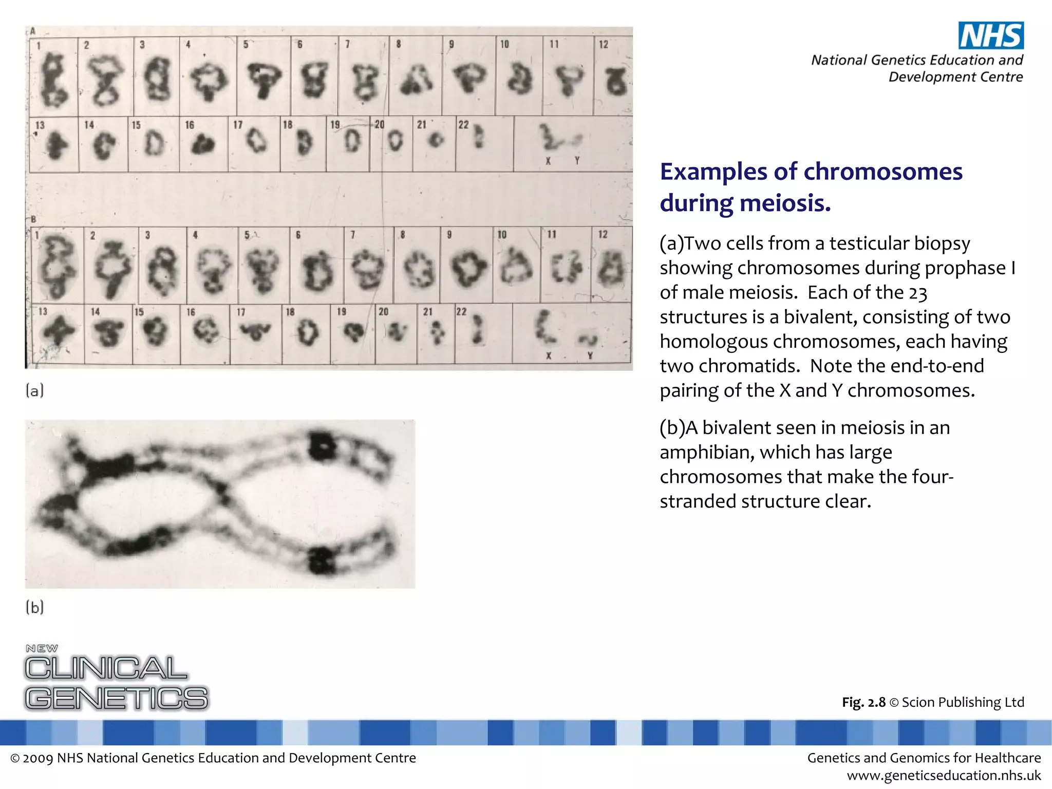 Explanation slides Mitosis and Meiosis | PPT