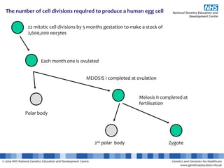 Explanation slides Mitosis and Meiosis | PPT