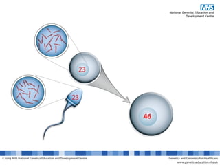 Explanation slides Mitosis and Meiosis | PPT