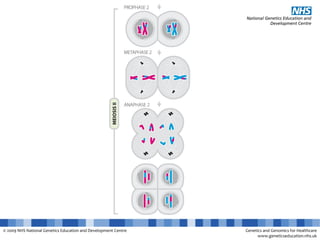 Explanation slides Mitosis and Meiosis | PPT