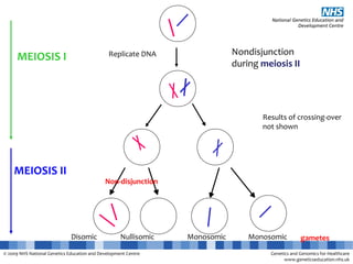 Explanation slides Mitosis and Meiosis | PPT