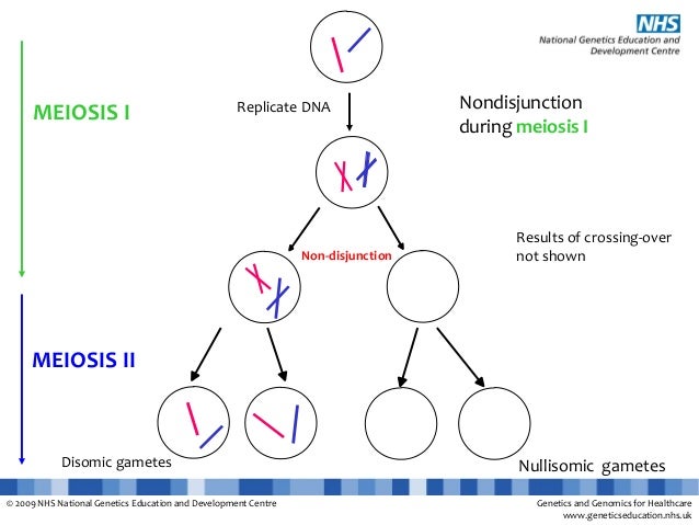 Dna replication in mitosis vs meiosis - smashjoker