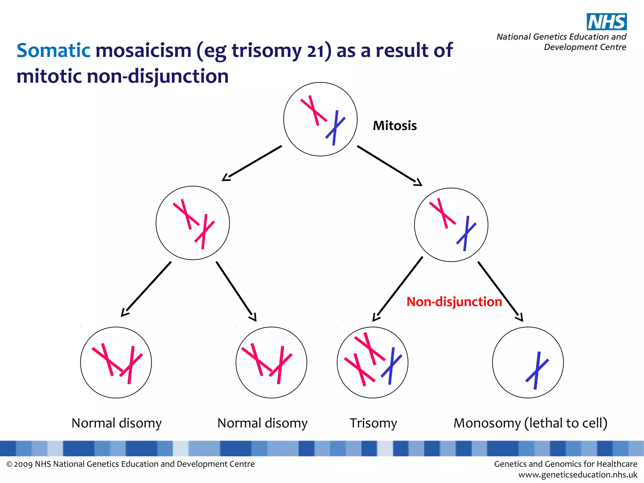 Explanation slides Somatic Mutations cancer | PPT