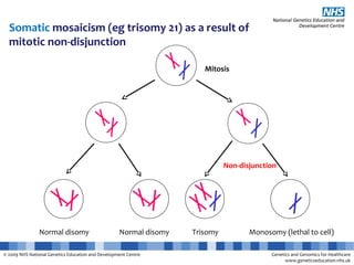 Explanation slides Somatic Mutations cancer | PPT
