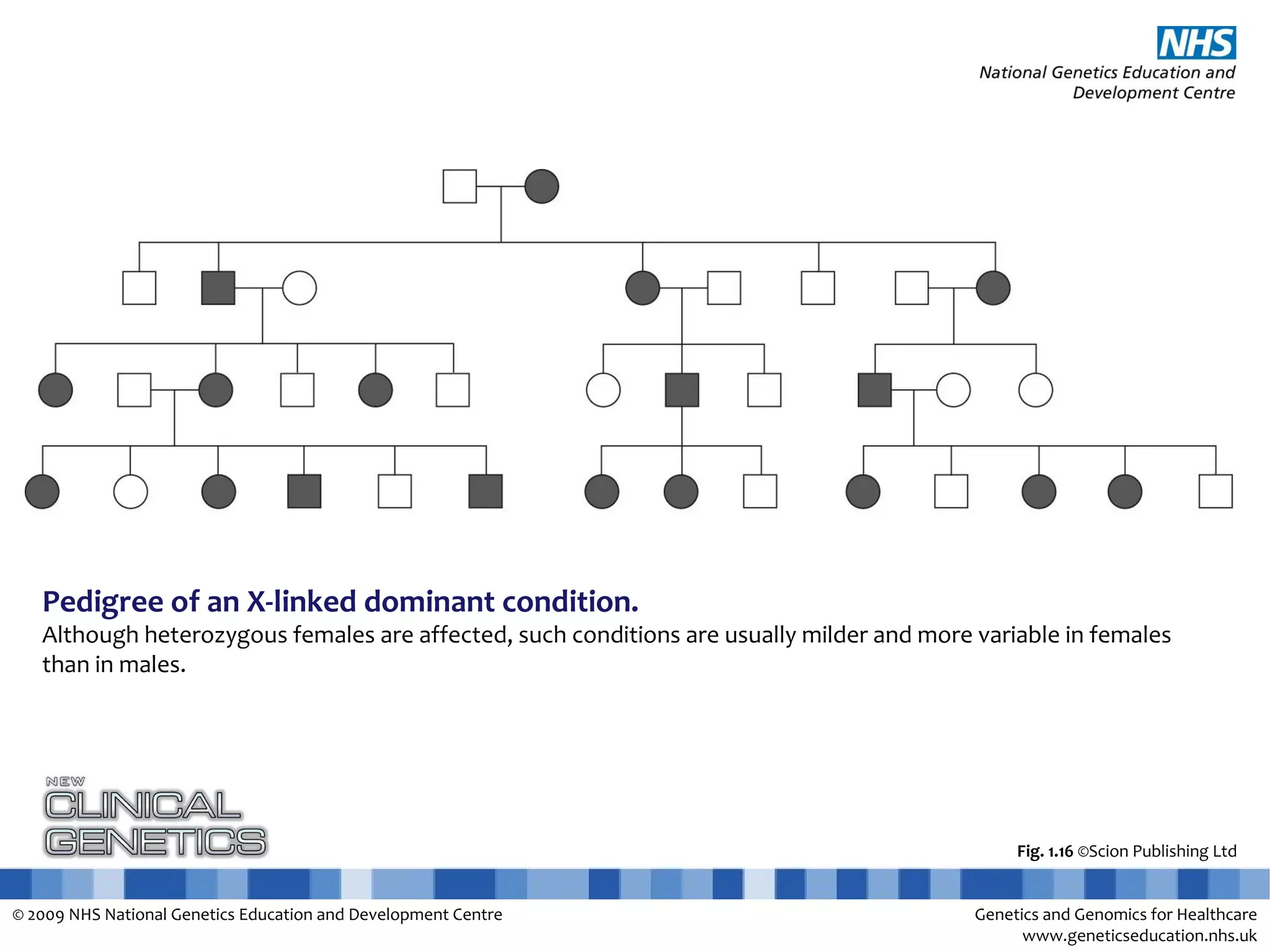 Explanation slides XL Transmission Patterns Phenotype | PPT