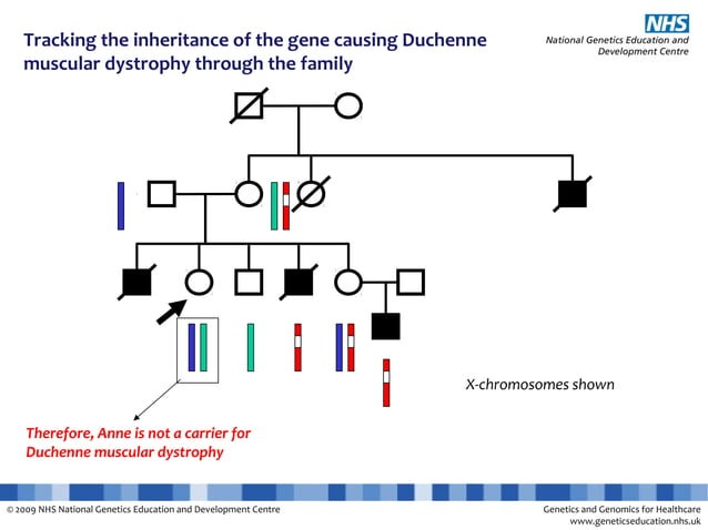 Explanation slides XL Transmission Patterns Phenotype | PPT