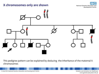 Explanation slides XL Transmission Patterns Phenotype | PPT