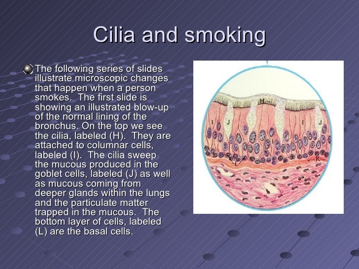 Explanation by santika ainiyati smoking