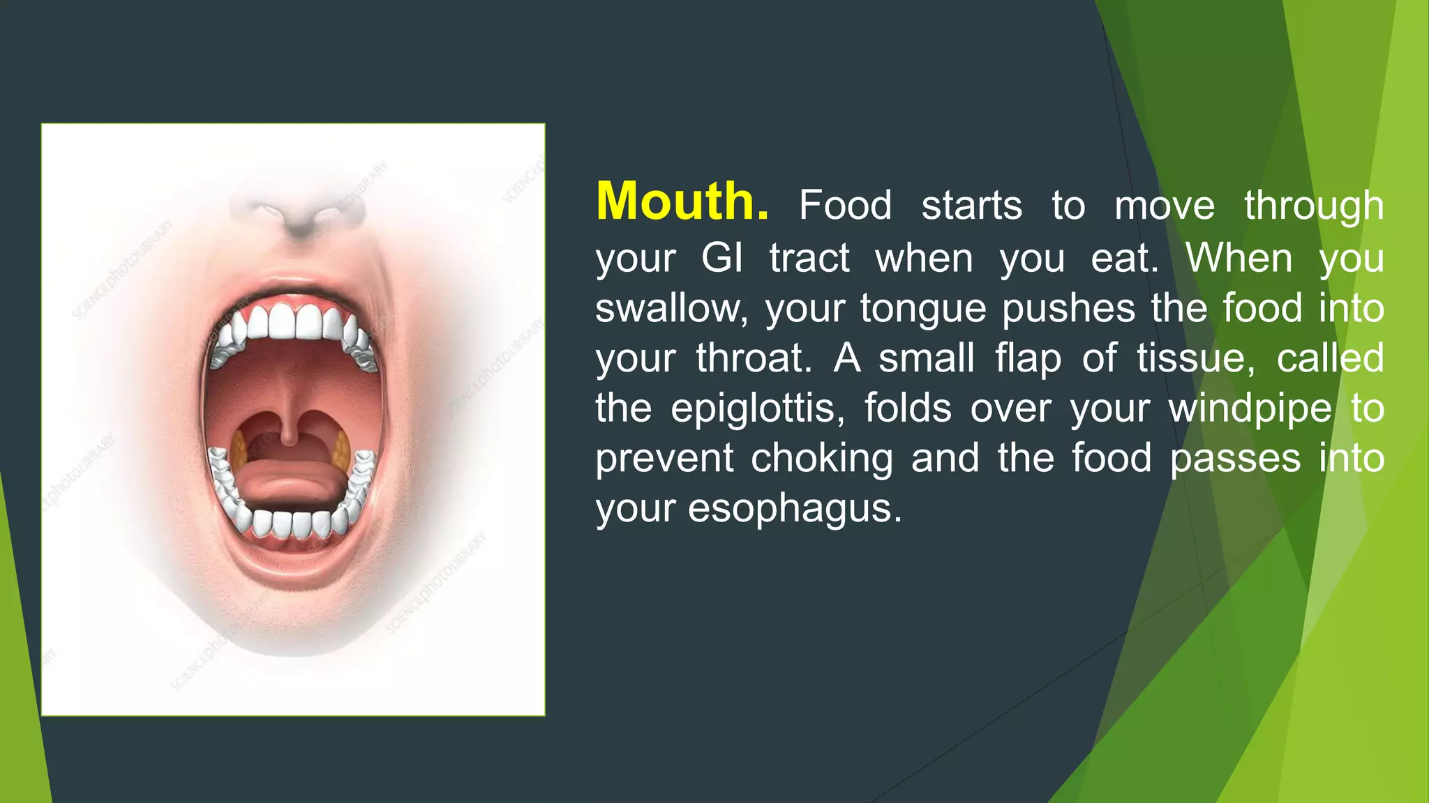 Explanation Lesson Proper Digestive System | PPT