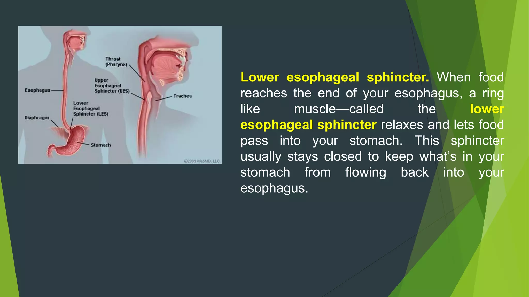 Explanation Lesson Proper Digestive System | PPT