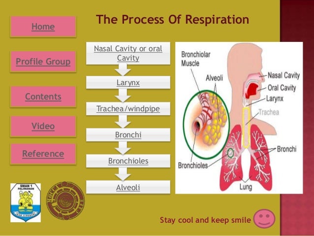 Explanation respiration system