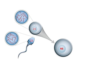Explanation_slides_Mitosis_and_Meiosis.ppt