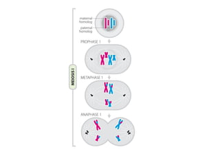 Explanation_slides_Mitosis_and_Meiosis.ppt