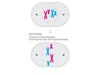 Explanation_slides_Mitosis_and_Meiosis.ppt