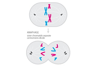 Explanation_slides_Mitosis_and_Meiosis.ppt