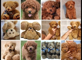 Exploiting disagreement through open ended tasks for capturing interpretation spaces | PPT