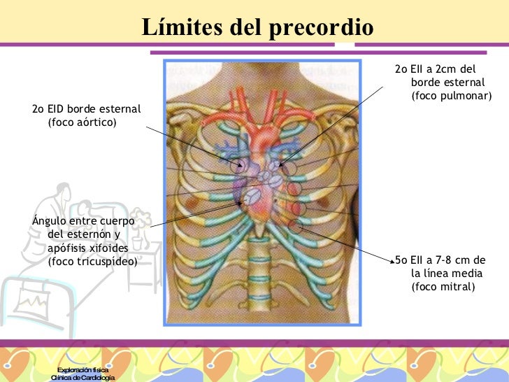 Exploración física cardiológica