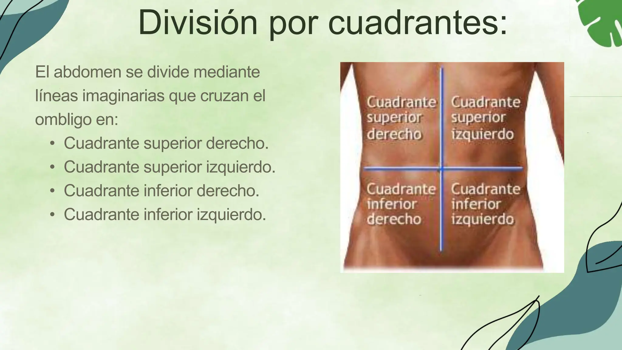 Exploración abdominal semiologia 1 ppt laura | PPT
