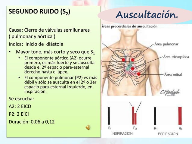 Exploración area cardiaca | PPTX