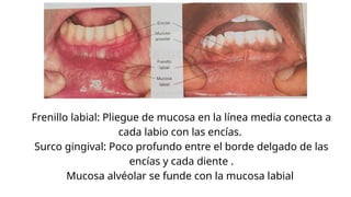 Exploración cara, cráneo y cuello.pptx.facil | PPTX