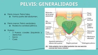 Exploración física de cadera, rehabilitación pptx | PPTX