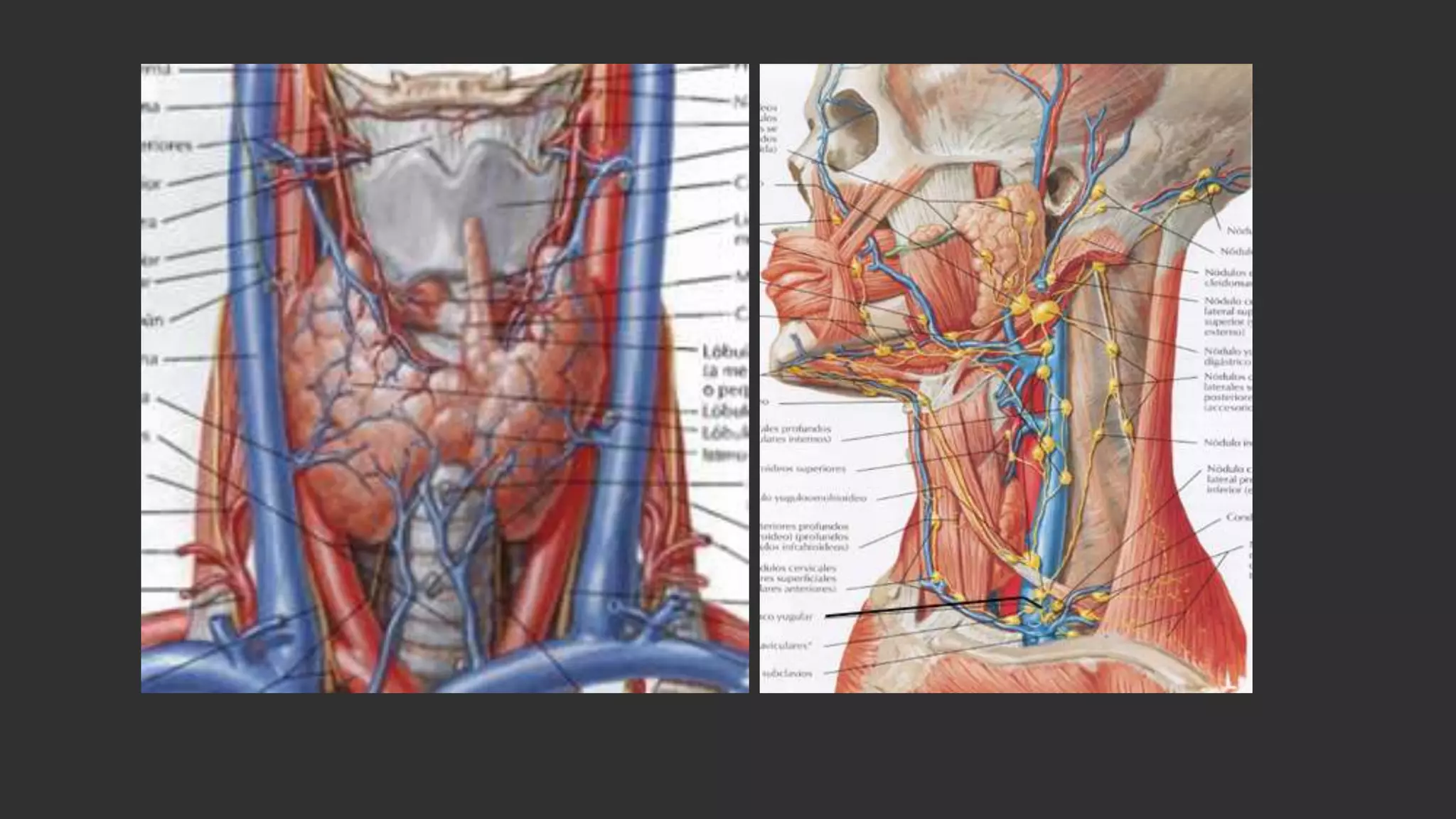 Exploración de Cuello y Cadenas Ganglionares | PPTX