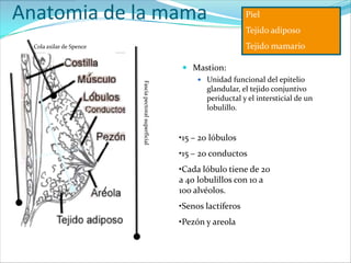 Exploración de cuello y mamas2 | PPTX
