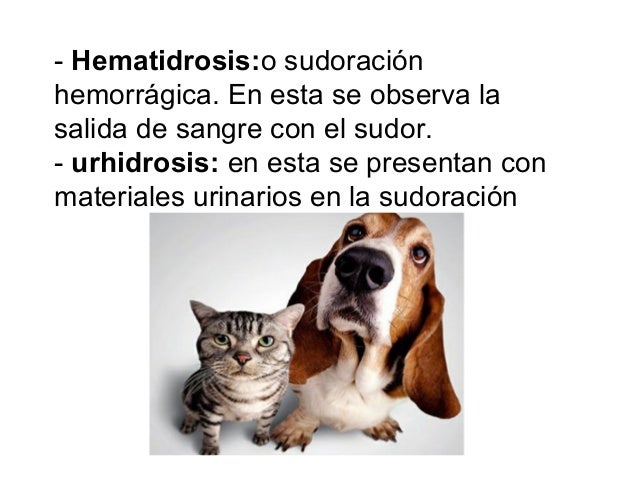 PROPEDEUTICA FINOR: EXPLORACION CAPA PIEL SISTEMA LINFATICO