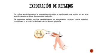 EXPLORACIÓN DE REFLEJOS. EXPO.pdf