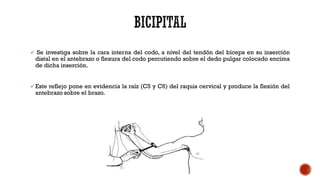 EXPLORACIÓN DE REFLEJOS. EXPO.pdf