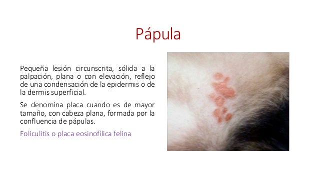 Exploración dermatológica