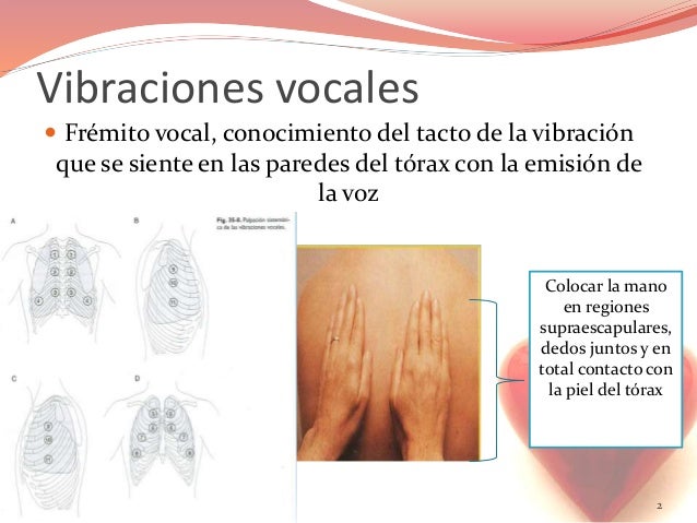 Exploración de tórax (campanillas pulmonares)