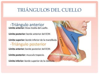 Exploración física de cuello | PPTX