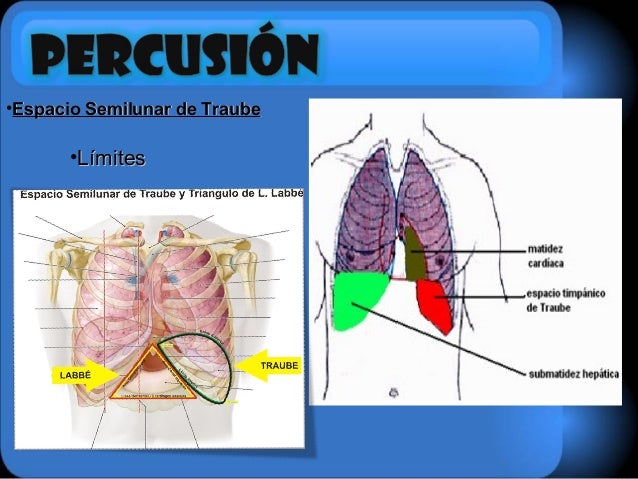 ESPACIO SEMILUNAR DE TRAUBE PDF