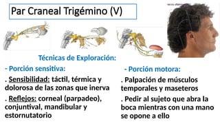 Exploración pares craneales y como determinar su funcionamiento | PPTX