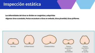 exploración física tórax Aparato respiratorio | PDF