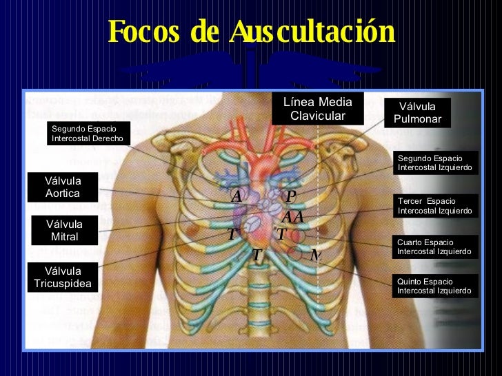 Exploracion De Corazon
