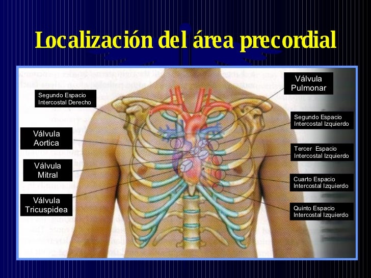 Exploracion De Corazon