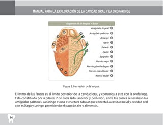 EXPLORACION semiologica de Cavidadoral-orofaringe.pdf