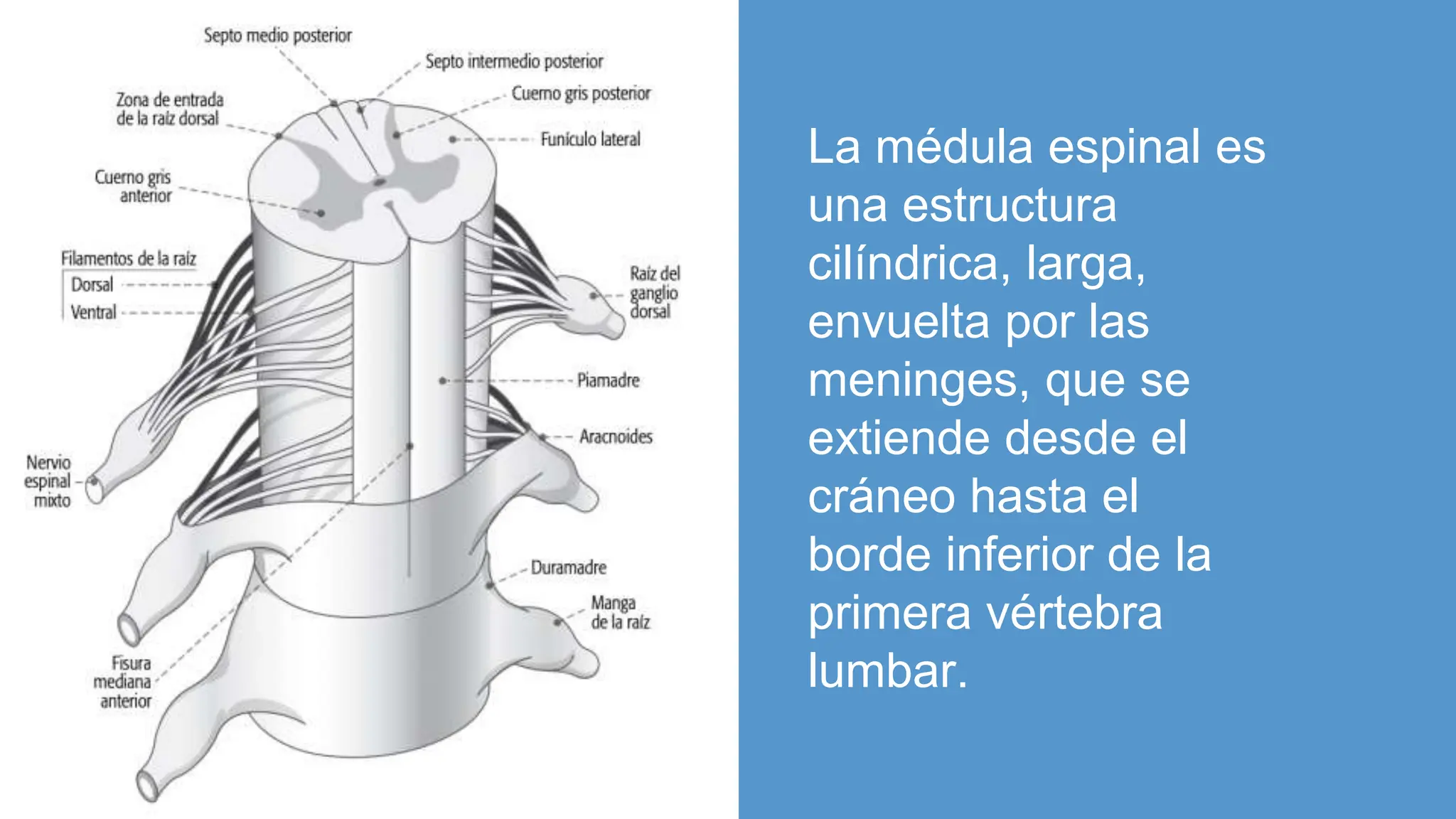 Exploración Columna vertebral neurología.pptx