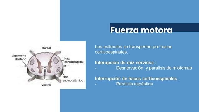 Exploración Columna vertebral neurología.pptx