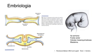 RECUENTO ANATOMICO Y EXPLORACION DE HOMBRO | PPTX